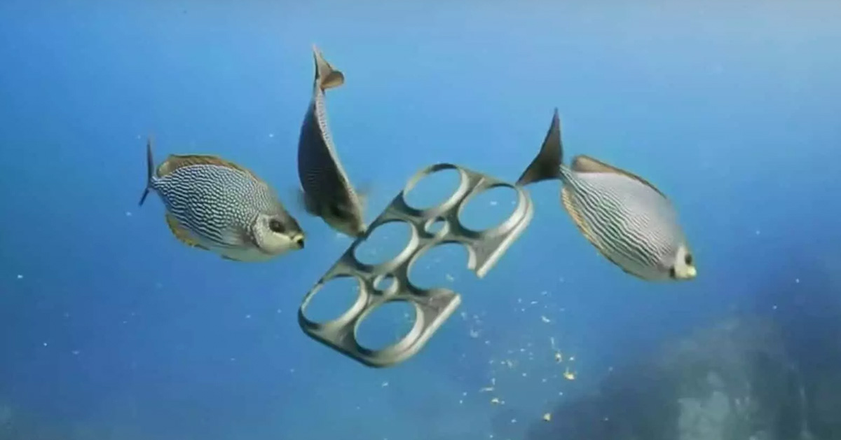 Major Beer Company Begins Using Biodegradable 6-Pack Rings That Feed Fish