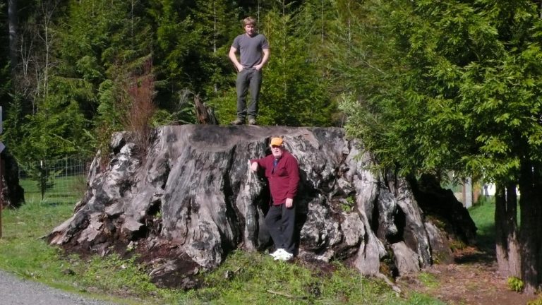This Man Is Cloning Old-Growth Redwoods To Restore Millions Of Trees ...