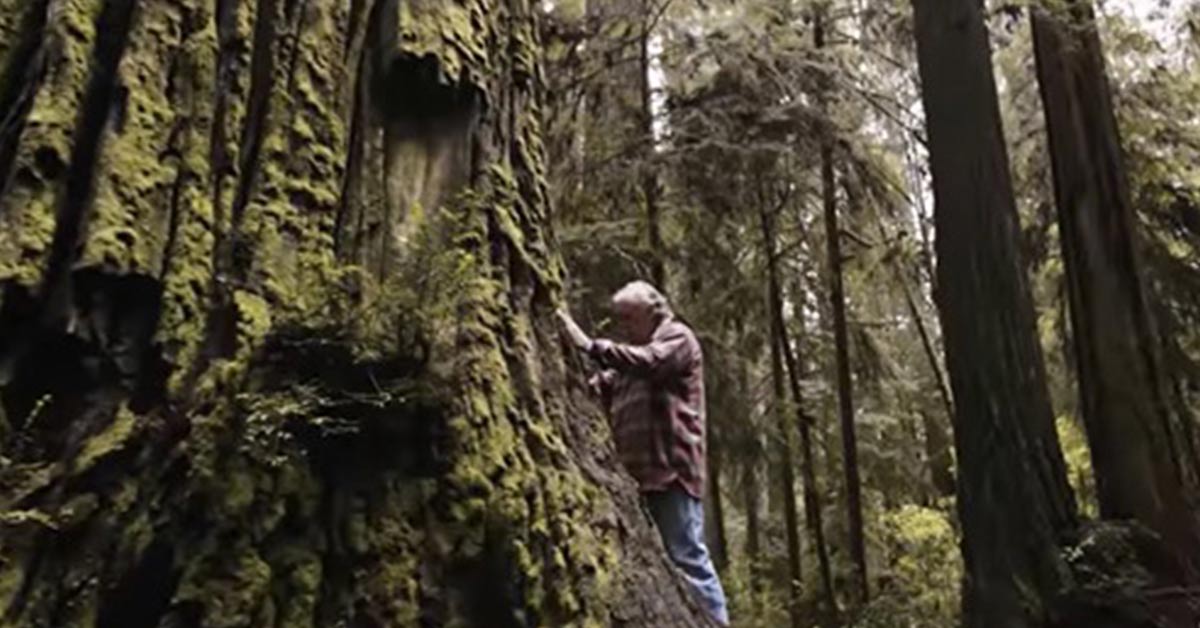 This Man Is Cloning Old-Growth Redwoods To Restore Millions Of Trees ...