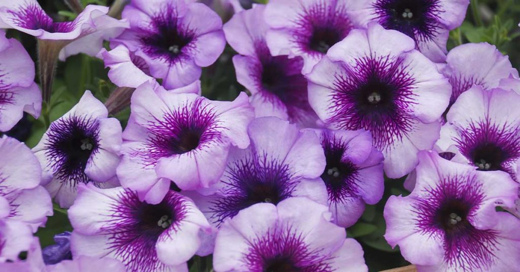 Glow-In-the-Dark Flowers Are a Thing: Meet the Firefly Petunia ...