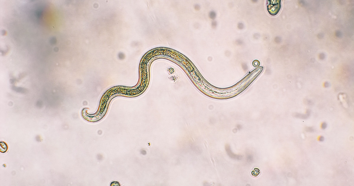 21 Parasite Symptoms and How to Fight Parasitic Infection with Herbs ...