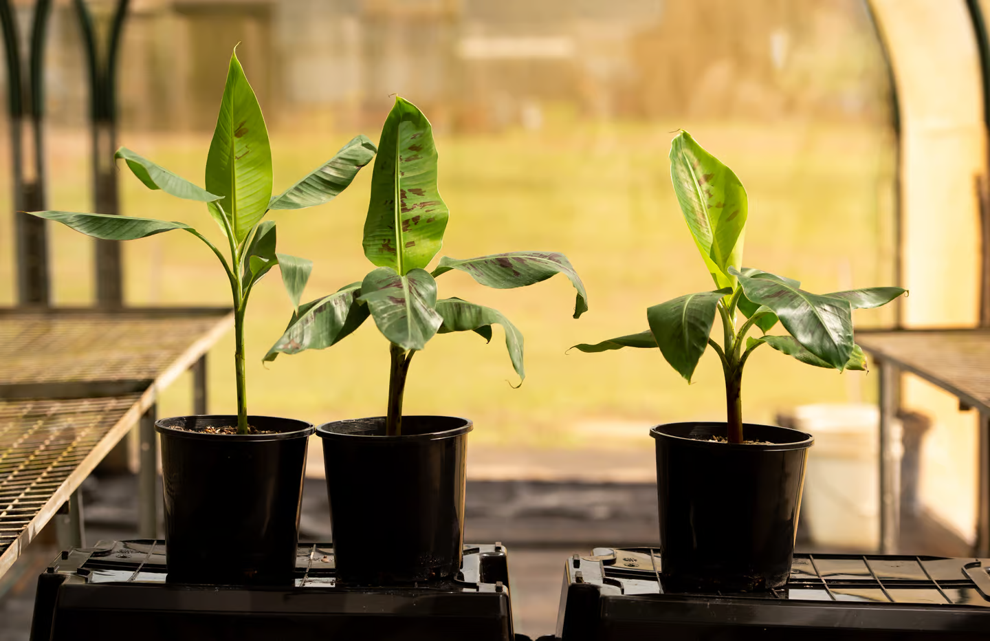 The World’s First GMO Bananas are Approved for Export to the U.S.