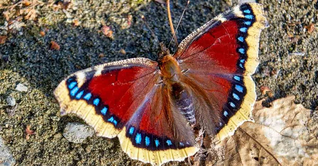 Organically Human - Bringing Nature and Humanity Together : Organically ...