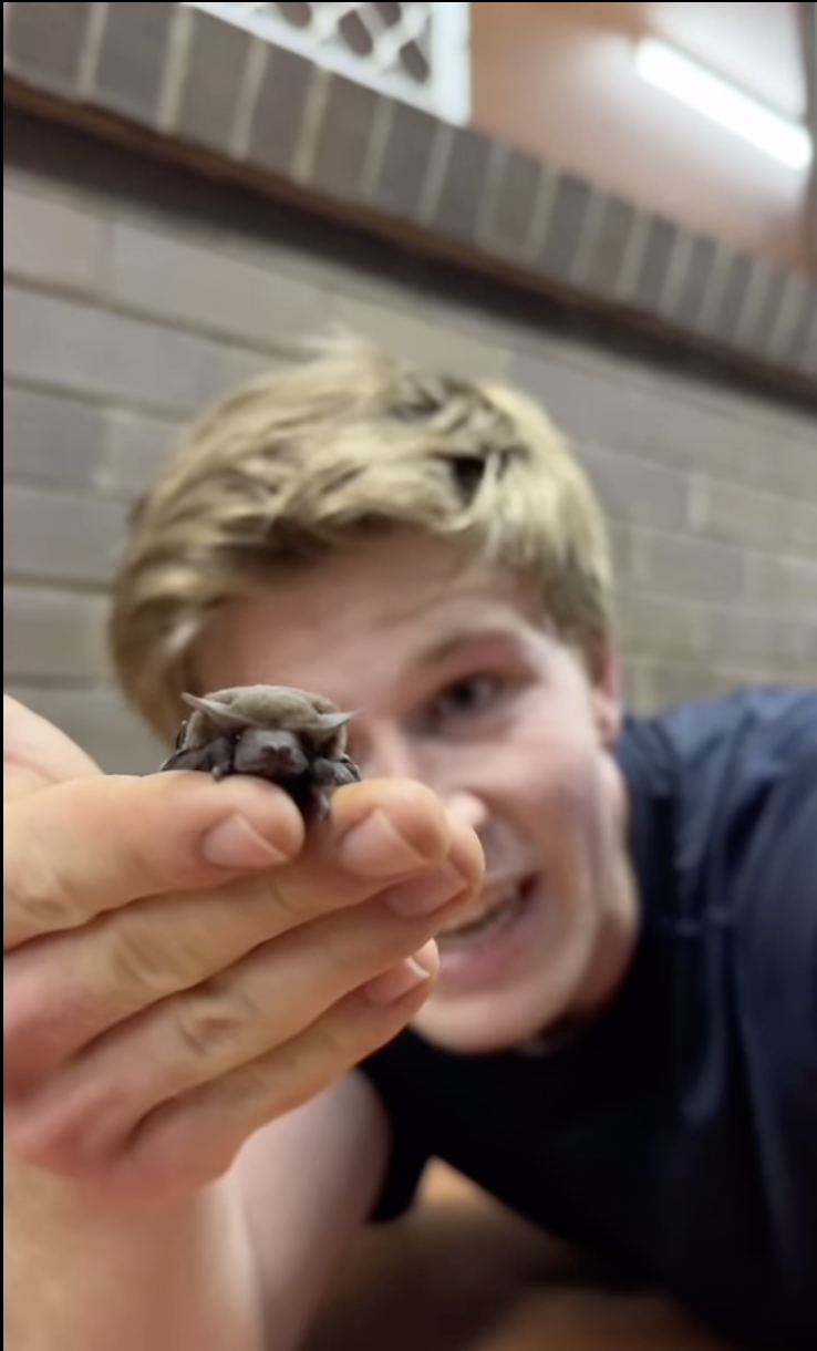 Robert Irwin gets 'head smashed into tree' during freak accident