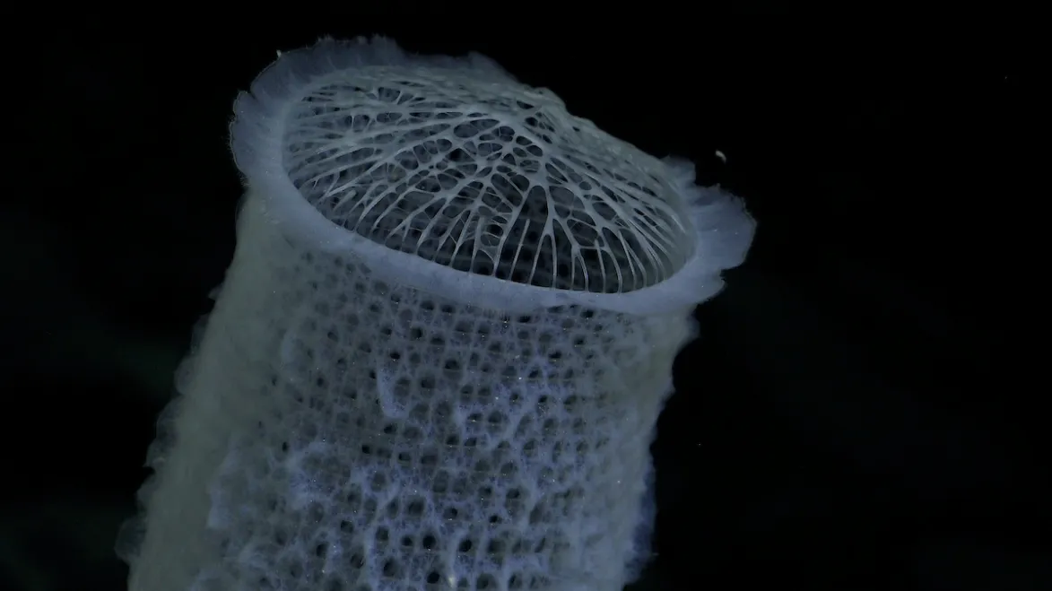 See the strange new species discovered near Chile—with the help of a ...