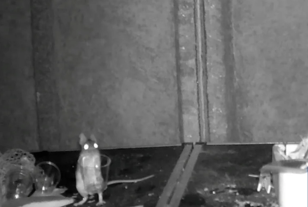 Mouse Secretly Organizes Man’s Shed Every Night - Organically Human ...