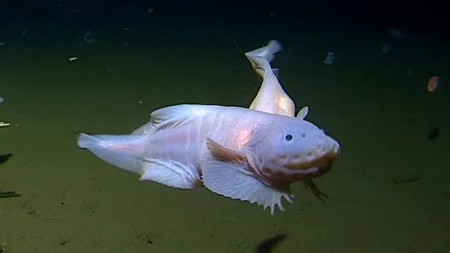 This goofy-looking fish was found 27,000 feet deep - Organically Human ...