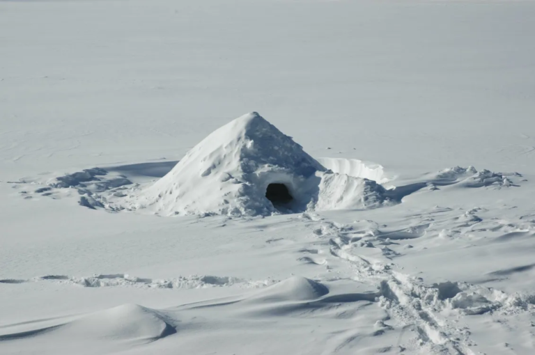 Winter survival shelters you should know how to build - Organically Human