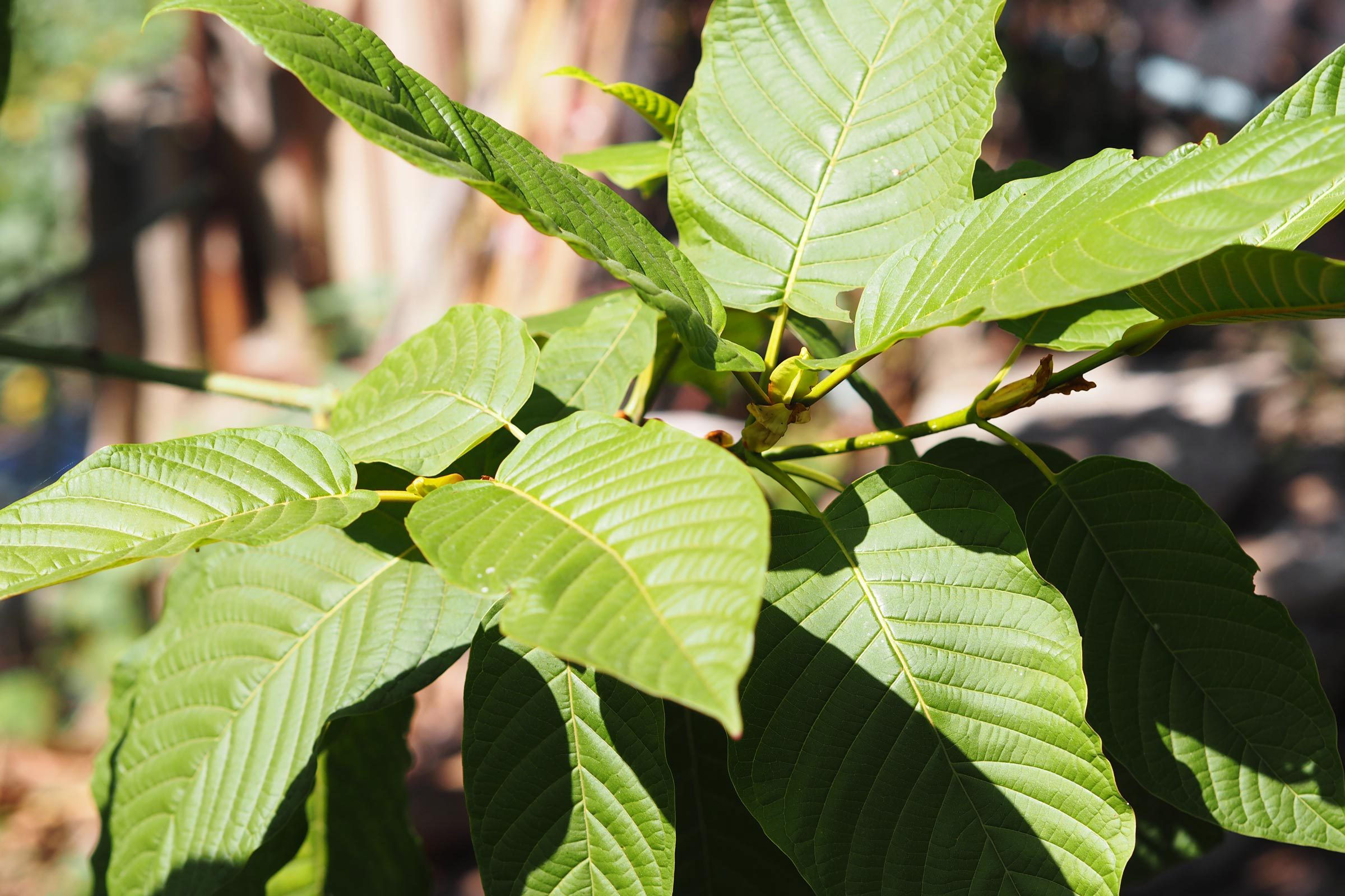 Kratom: What You Need to Know About This Popular Herbal Supplement ...