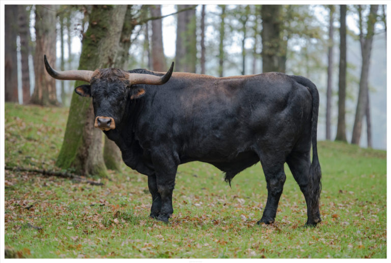 The Return of the Aurochs: A Step Closer to Rewilding Europe's Lost ...