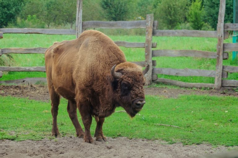 The Return of the Aurochs: A Step Closer to Rewilding Europe's Lost ...