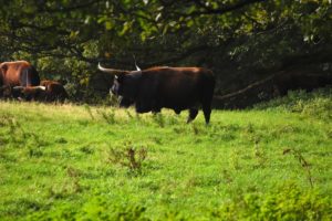 The Return of the Aurochs: A Step Closer to Rewilding Europe's Lost ...