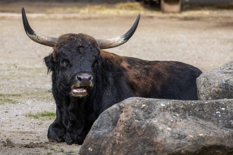The Return of the Aurochs: A Step Closer to Rewilding Europe's Lost ...